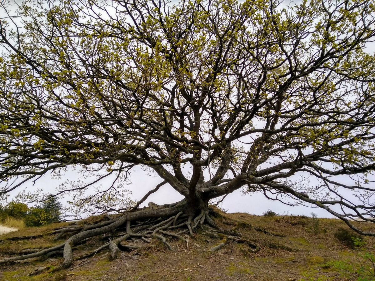 mooie boom – Protestantse Gemeente